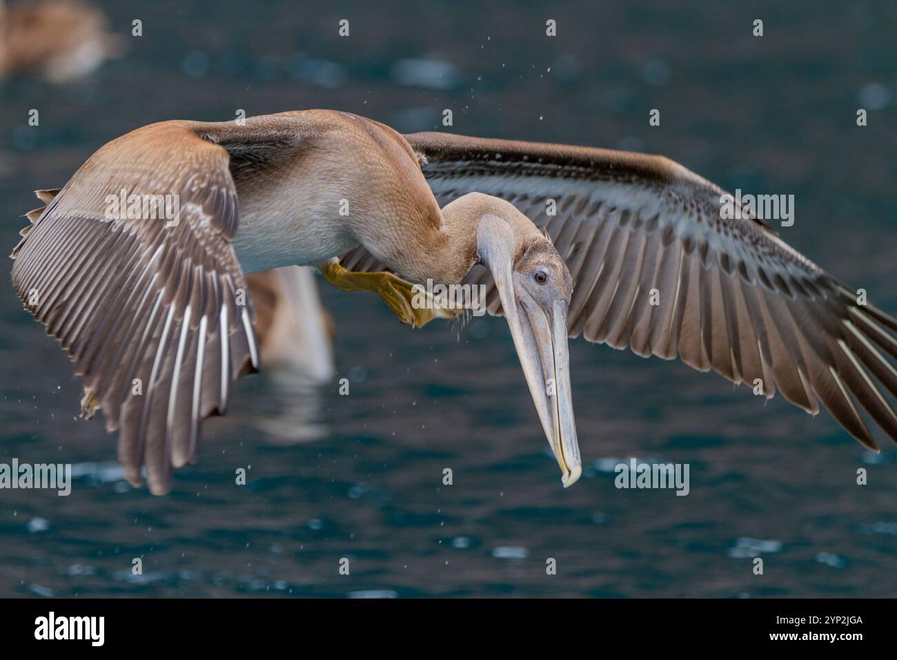 Pelican feeding hi-res stock photography and images - Alamy