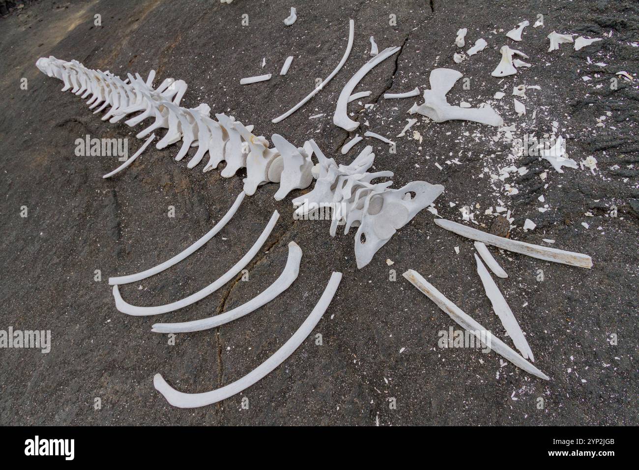 Baleen whale skeleton, most likely a young Bryde's whale, on lava flow ...