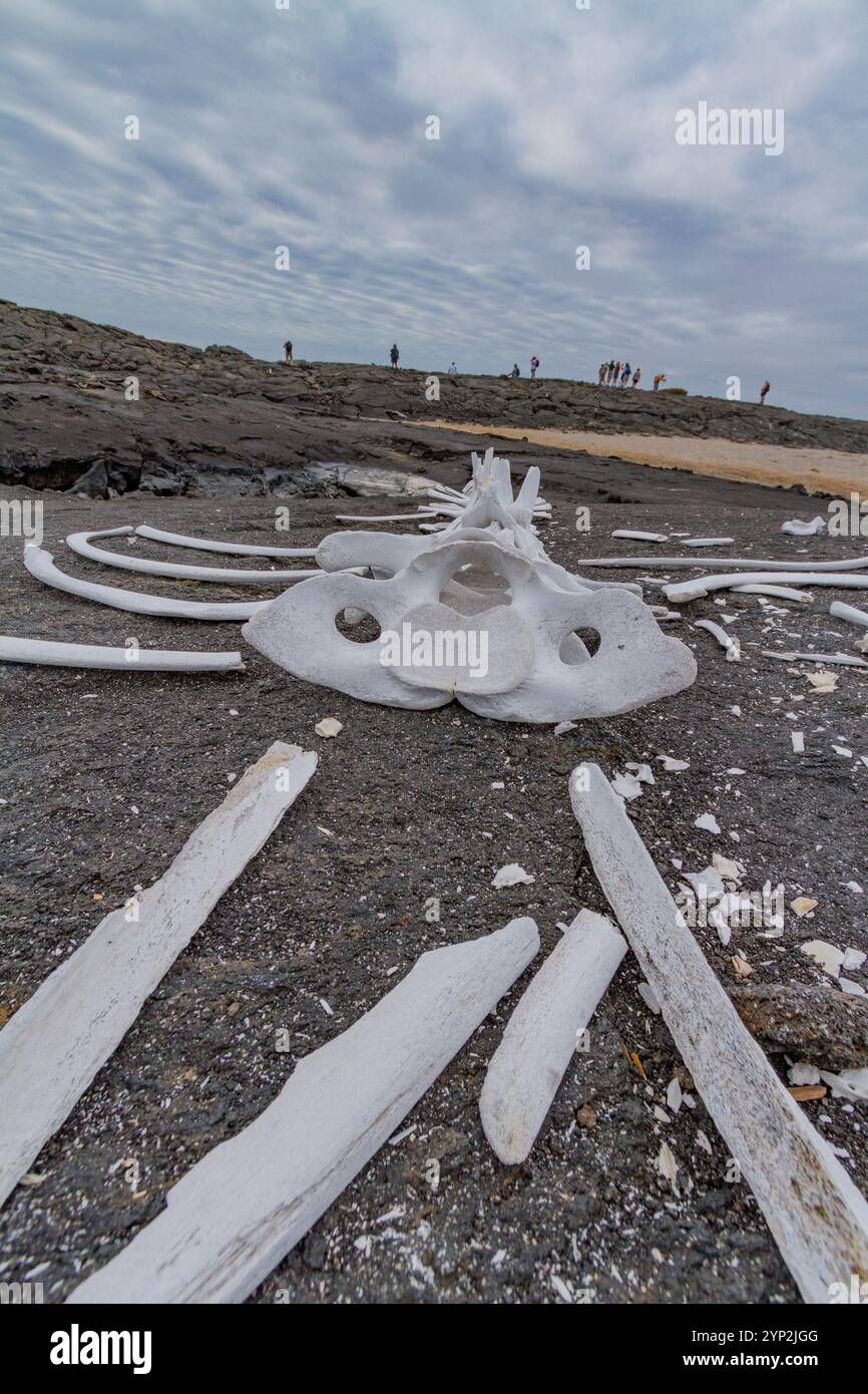 Baleen whale skeleton, most likely a young Bryde's whale, on lava flow ...