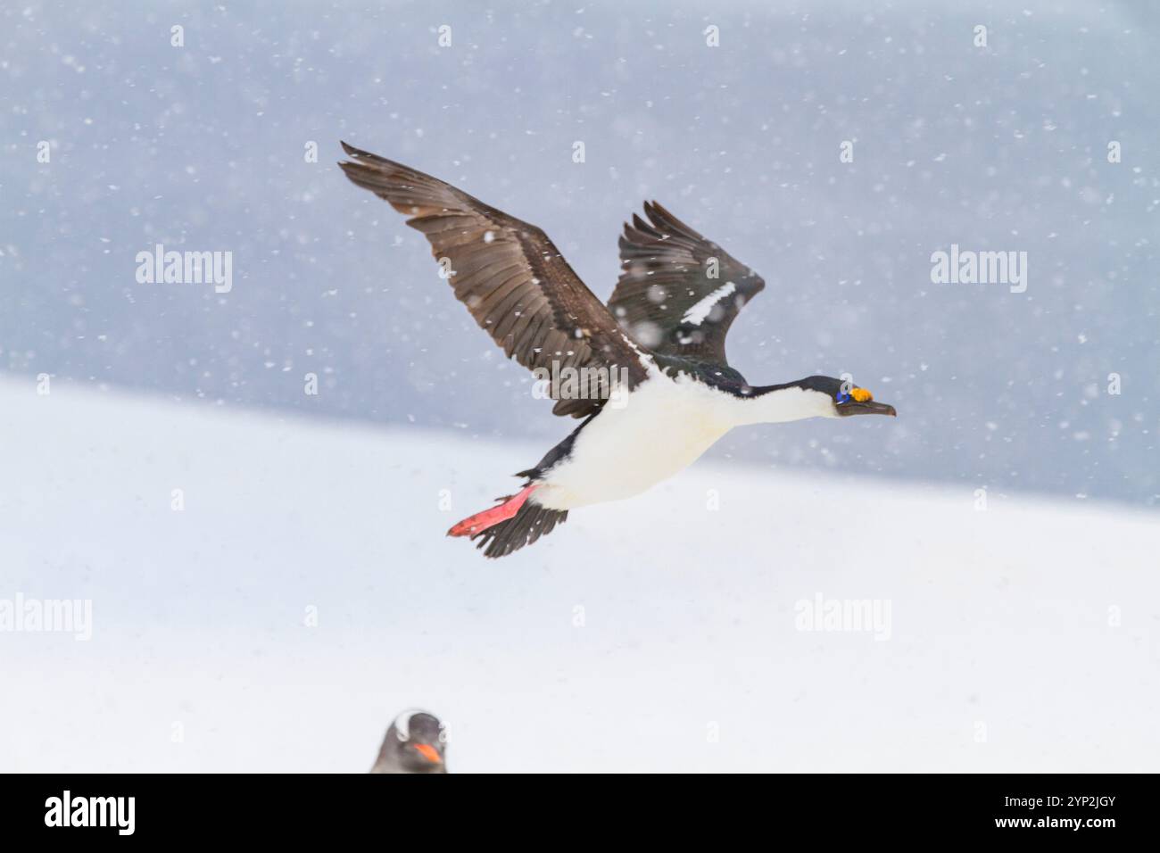 Antarctica aerial penguins hi-res stock photography and images - Alamy