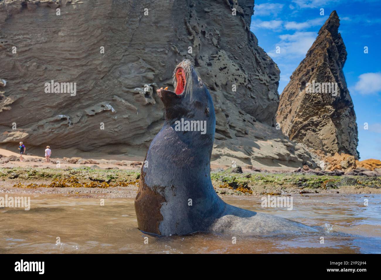 Galapagos sea lions (Zalophus wollebaeki) hauled out on the beach in ...