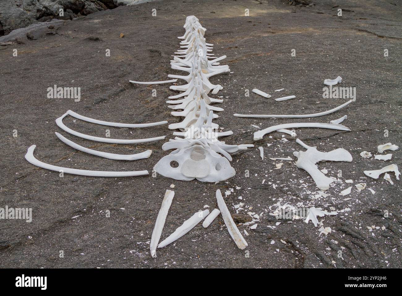 Baleen whale skeleton, most likely a young Bryde's whale, on lava flow ...