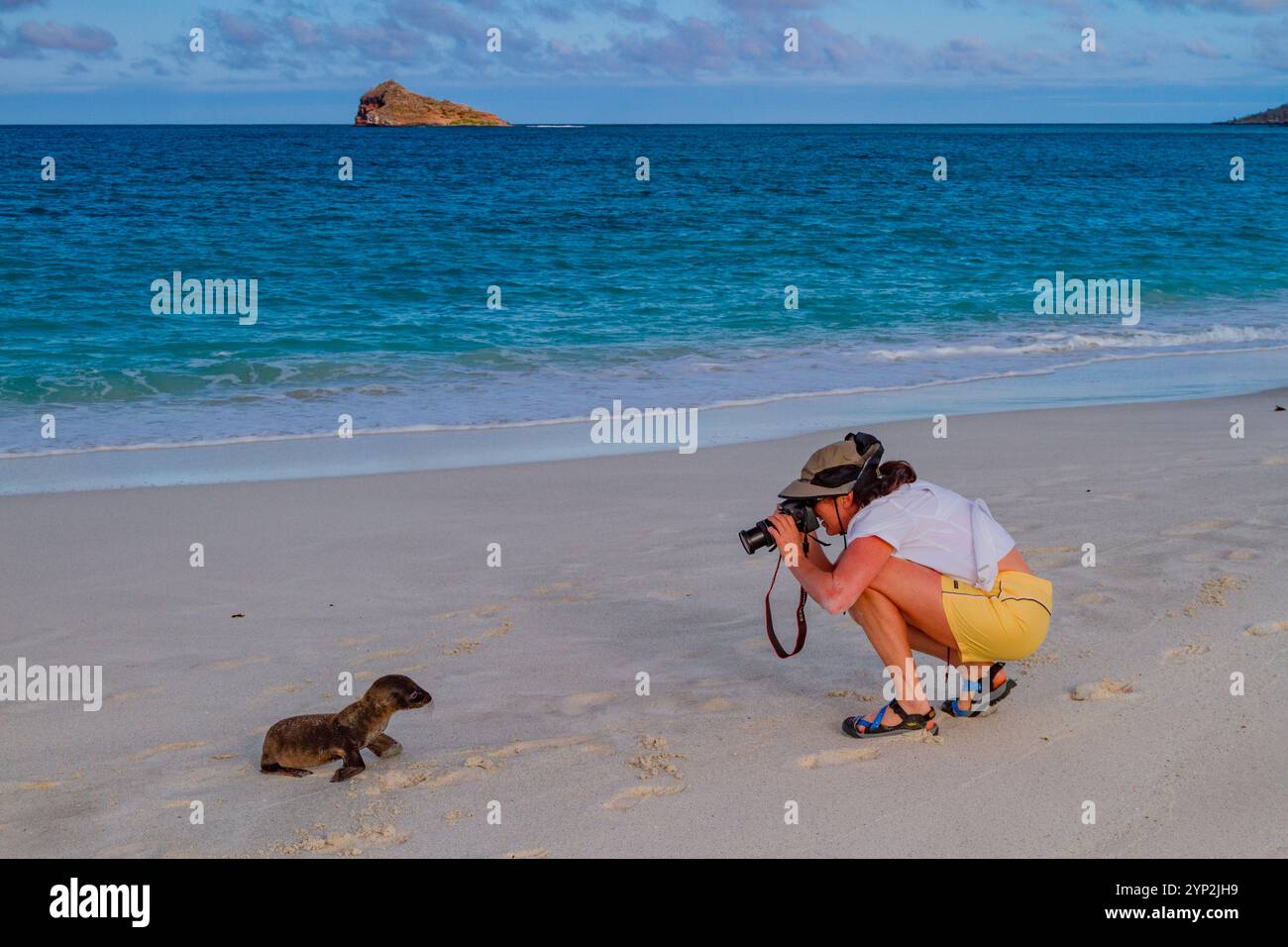 Tourist photographing a Galapagos sea lion (Zalophus wollebaeki) pup in ...
