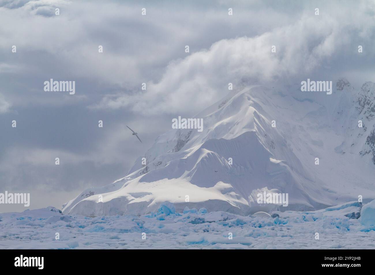 Adult snow petrel (Pagodroma nivea nivea) near the Antarctic Peninsula ...