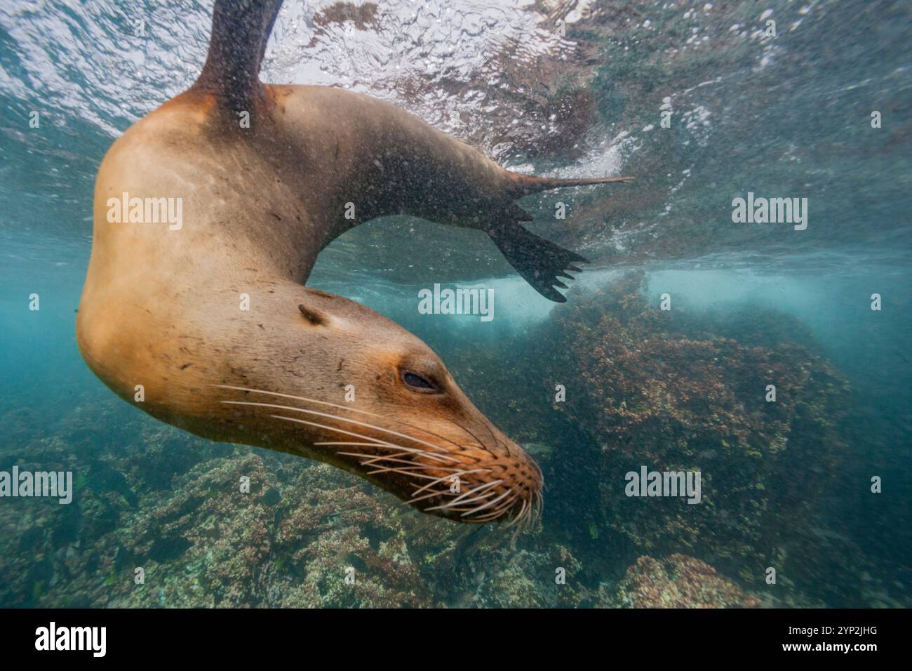 Galapagos sea lion (Zalophus wollebaeki) underwater in the Galapagos ...