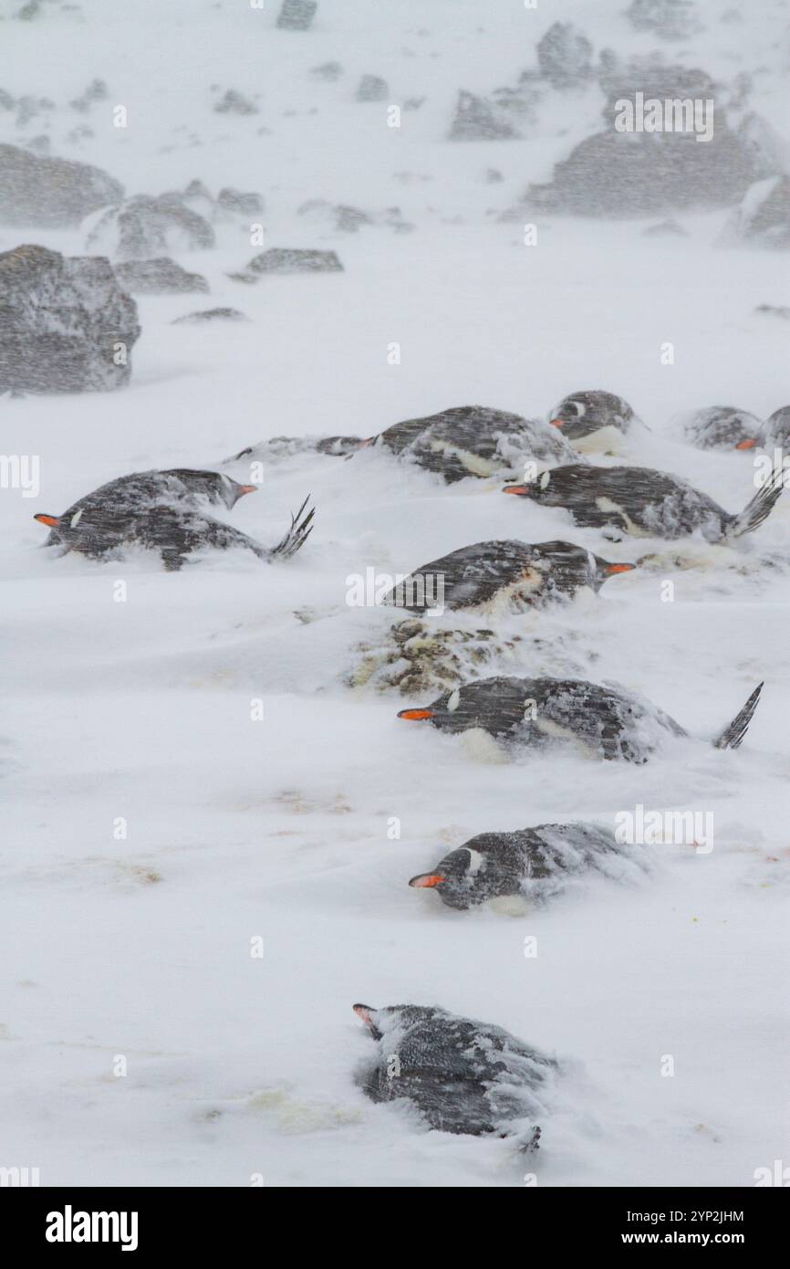 Harsh winter colony hi-res stock photography and images - Alamy