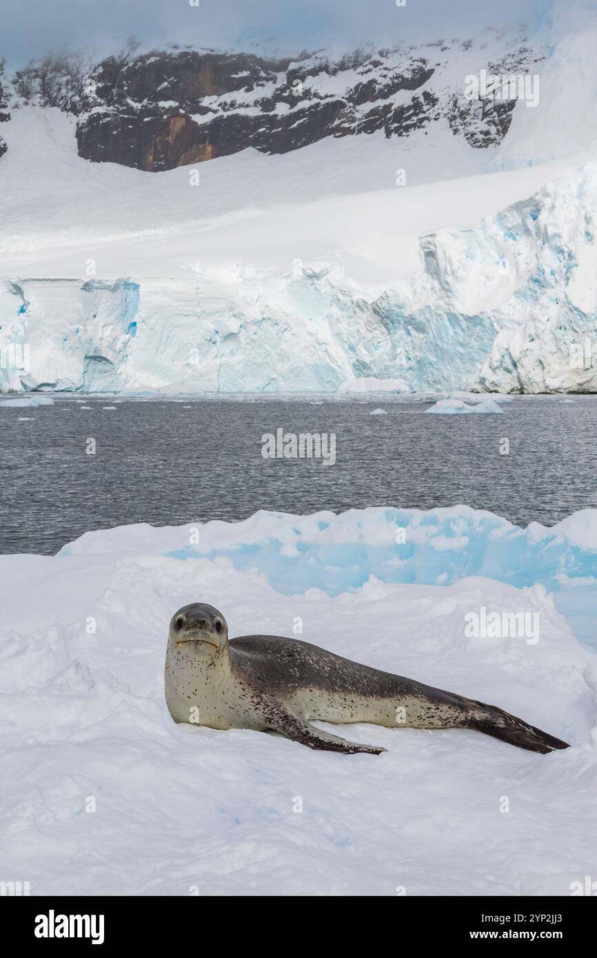 Adult female leopard seal (Hydrurga leptonyx) hauled out on an ice floe ...
