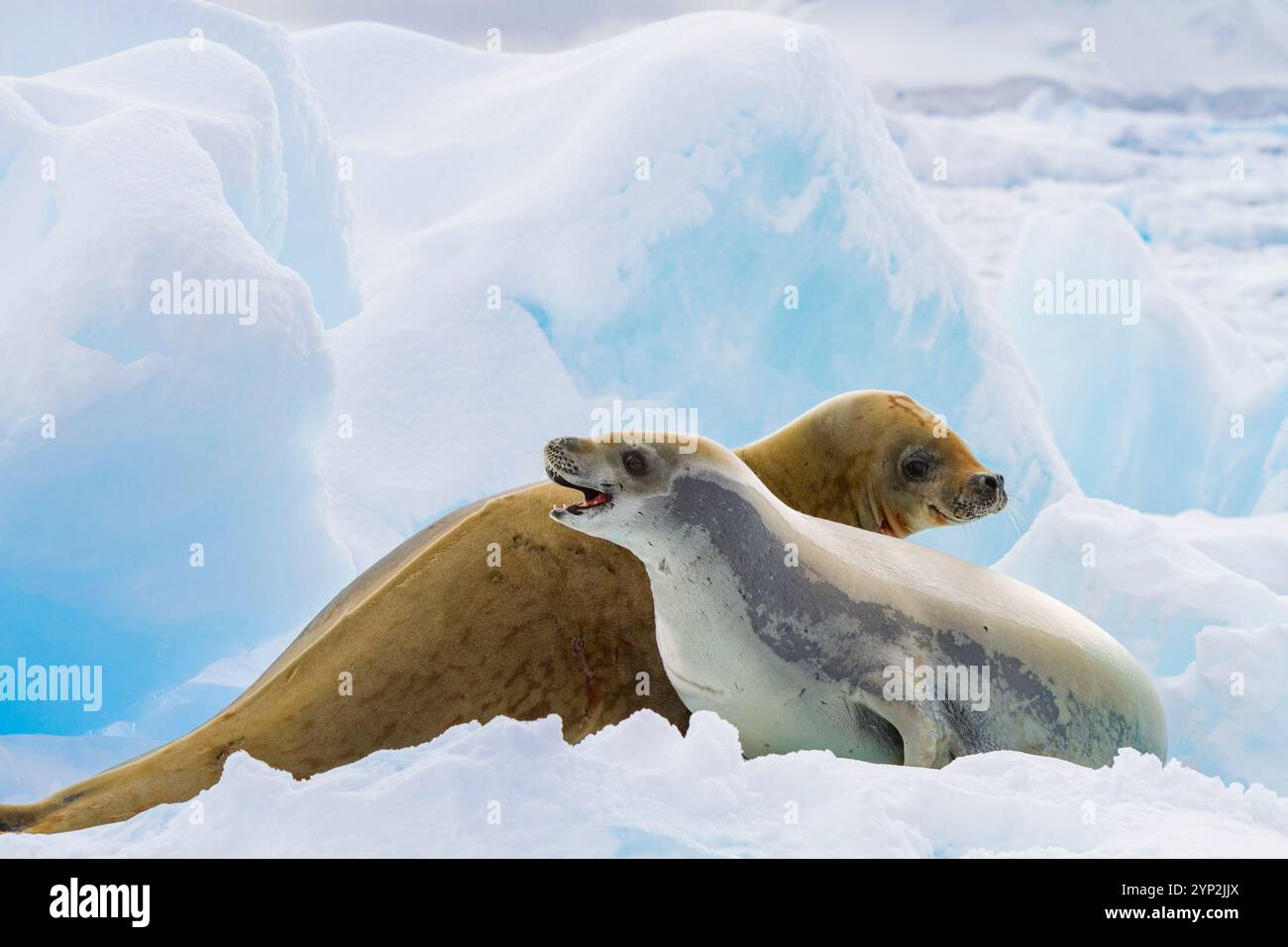 Crabeater seals (Lobodon carcinophaga) hauled out on ice floe near the ...