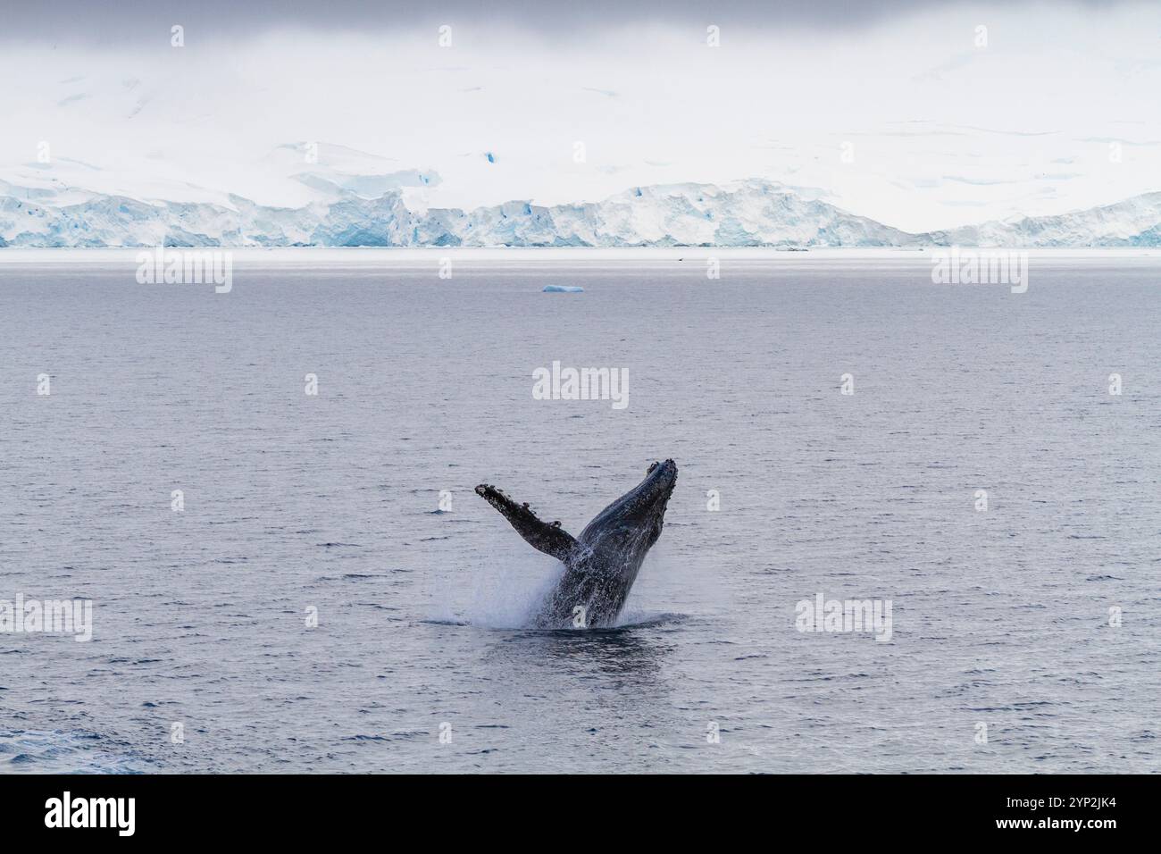 Humpback whale antarctica breaching hi-res stock photography and images ...