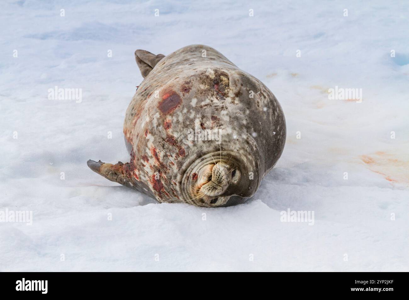 Adult bull Weddell seal (Leptonychotes weddellii) hauled out on ice ...