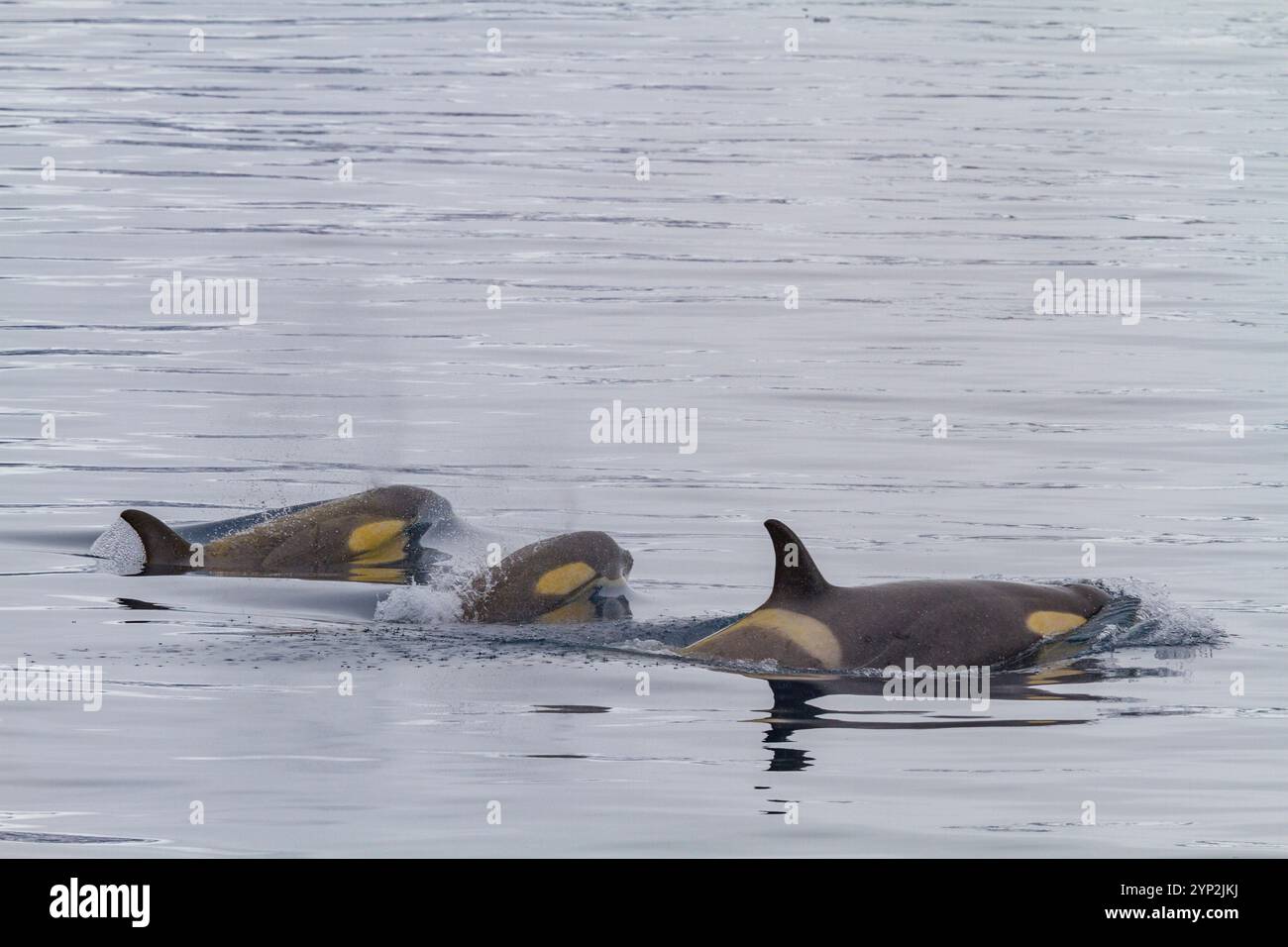 A small pod of Type B killer whales (Orcinus nanus) just outside Duse ...