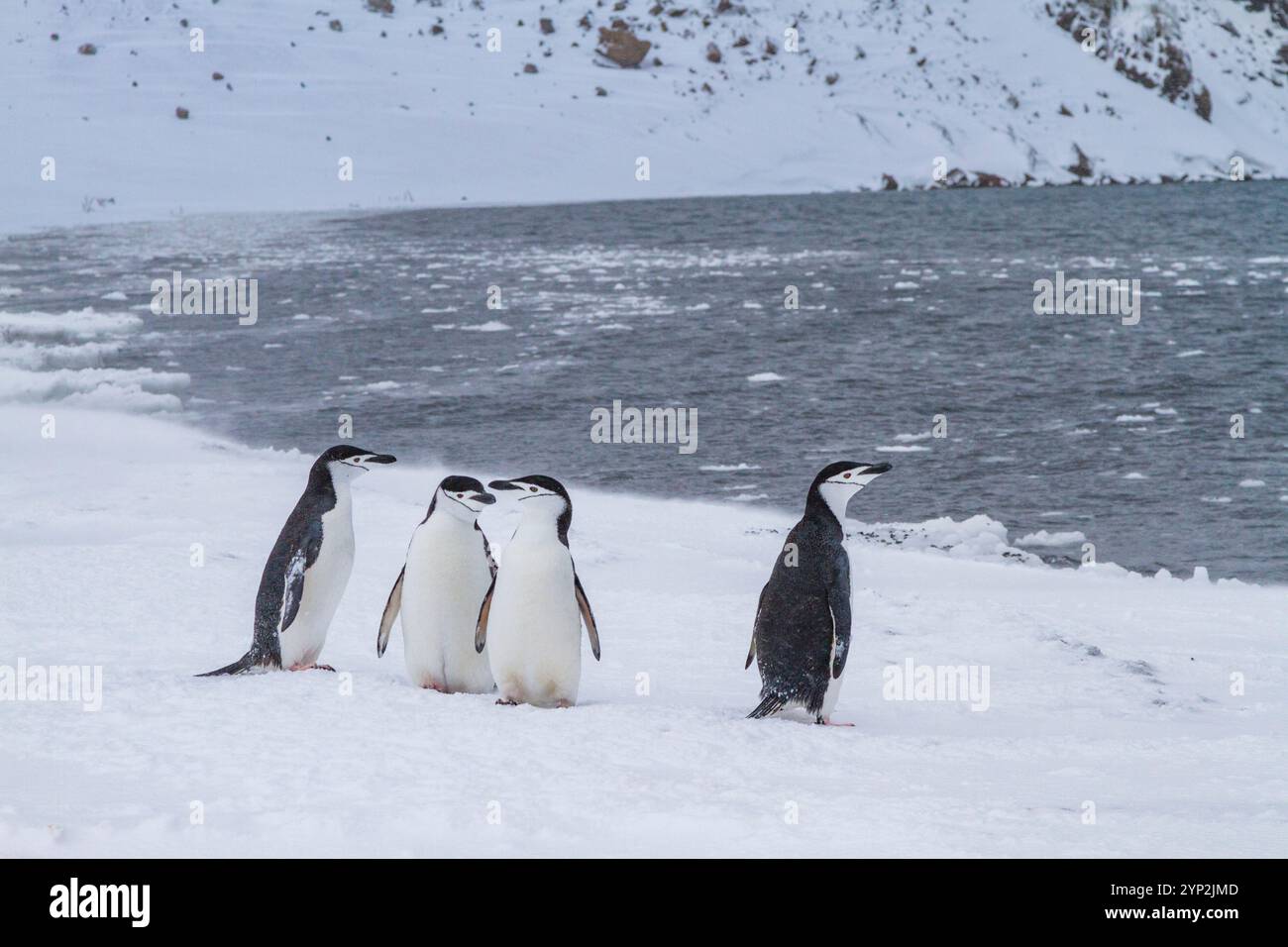 Chinstrap penguins (Pygoscelis antarctica) ashore at Useful Island ...