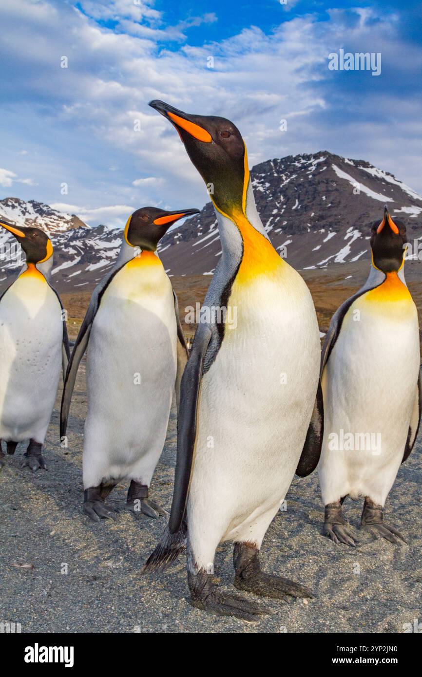 King penguin (Aptenodytes patagonicus) breeding and nesting colony on ...