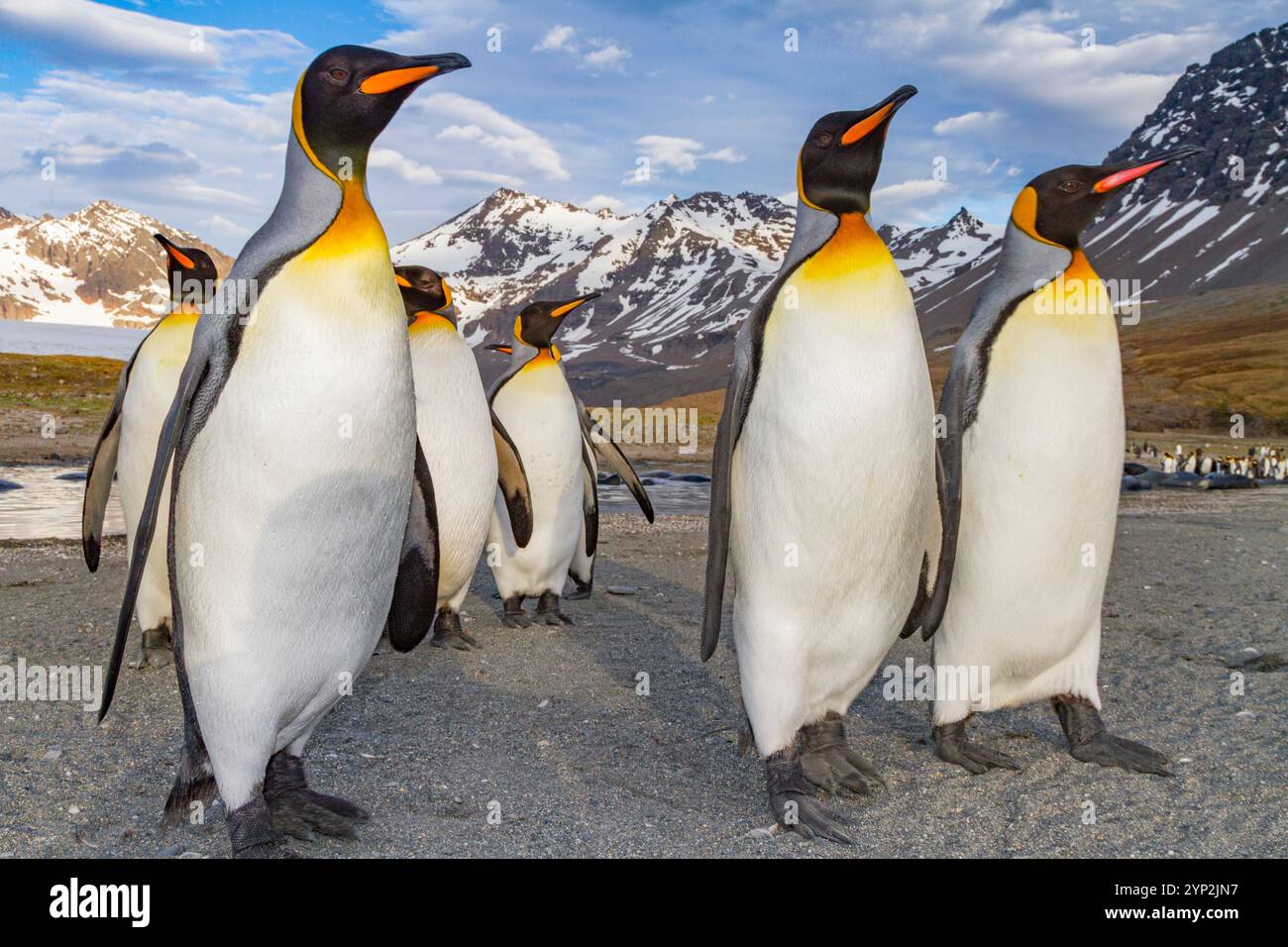 King penguin (Aptenodytes patagonicus) breeding and nesting colony on ...