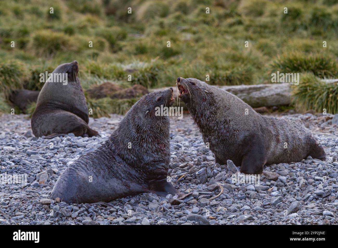 Mating instincts hi-res stock photography and images - Alamy