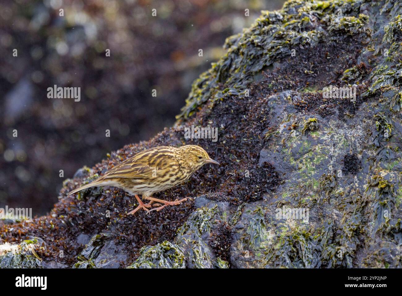 Pipit bird identification hi-res stock photography and images - Alamy