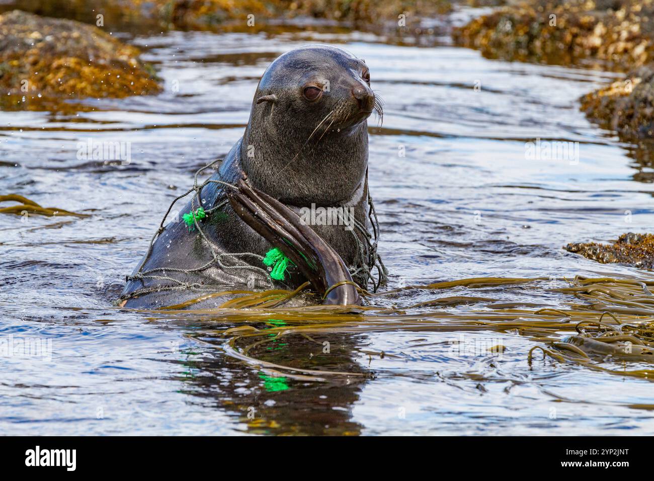 Seal caught in net hi-res stock photography and images - Alamy