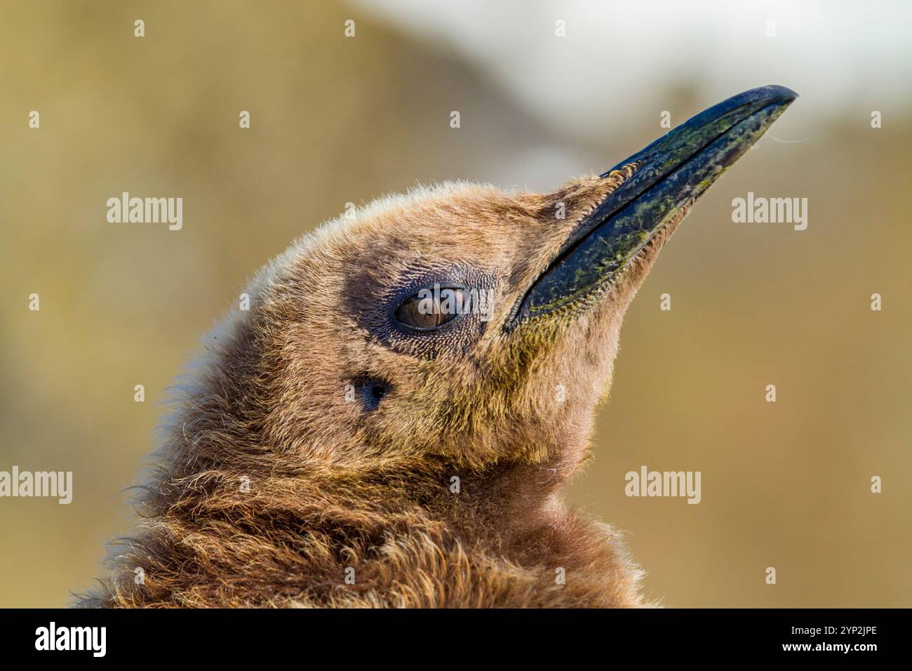 King penguins (Aptenodytes patagonicus) in downy plumage (okum boy) on ...