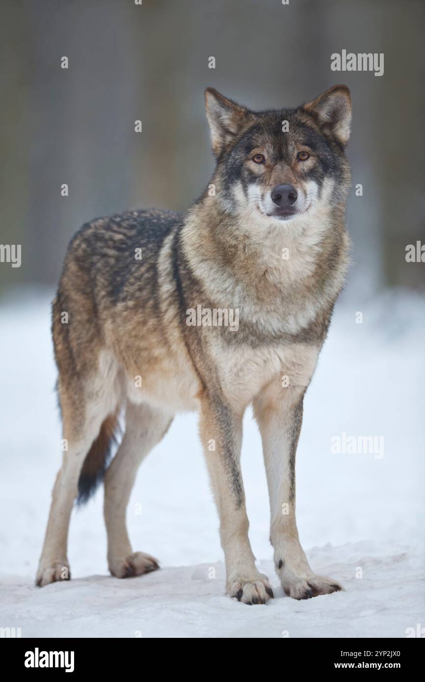 Great Plains Wolf, Canis lupus nubilus, wolf, winter, cold Germany ...