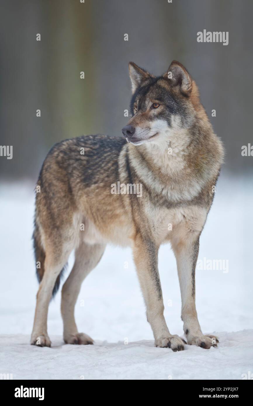 Great Plains Wolf, Canis lupus nubilus, wolf, winter, cold Germany ...