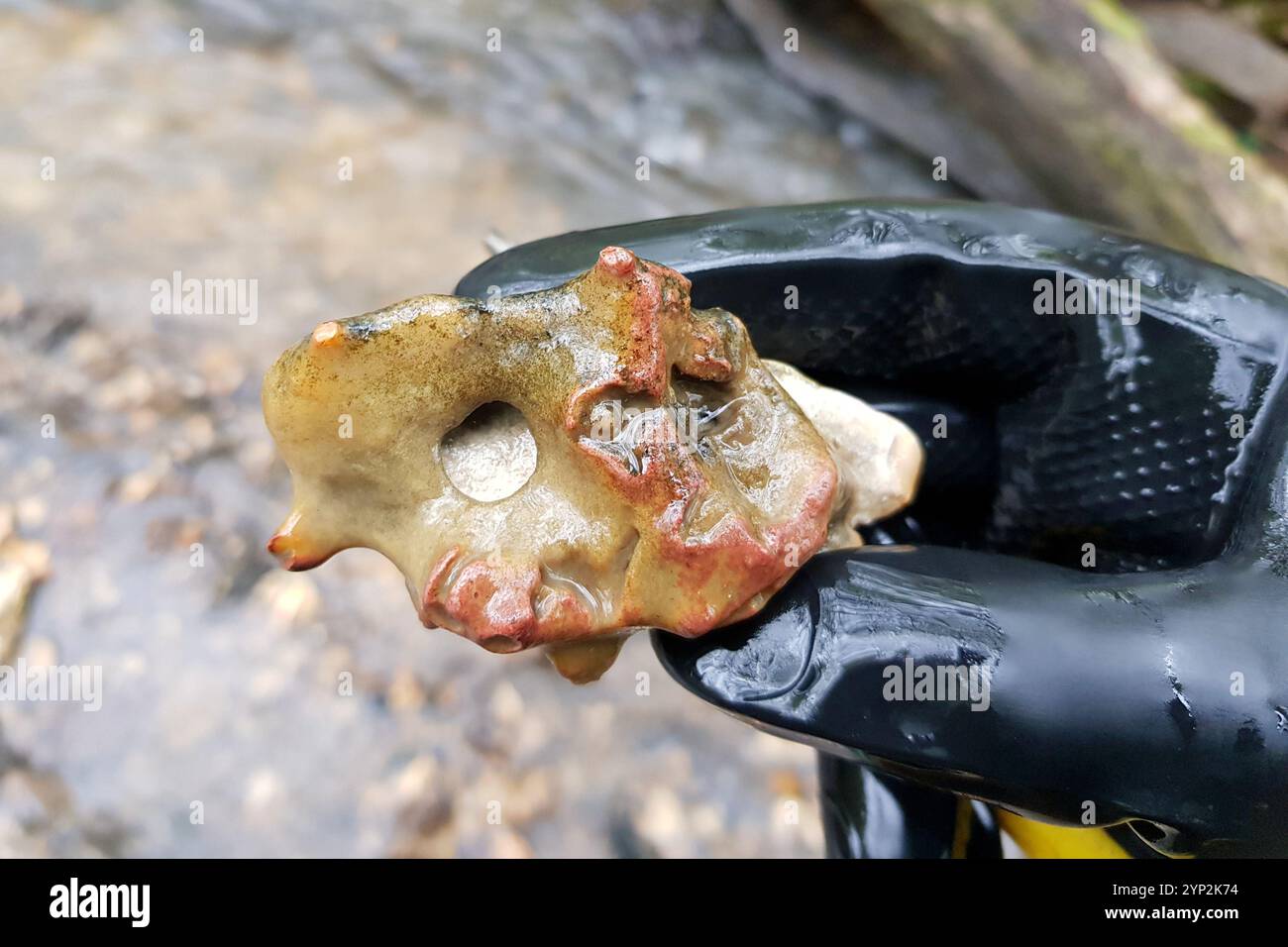 An unusually shaped flint concretion leached from limestone by water ...