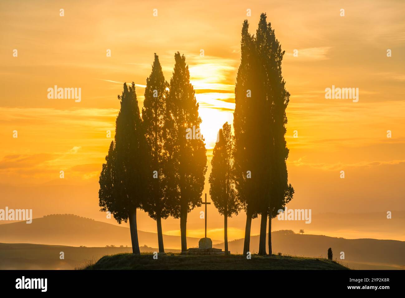 Cypress trees are a symbol of tuscany hi-res stock photography and ...