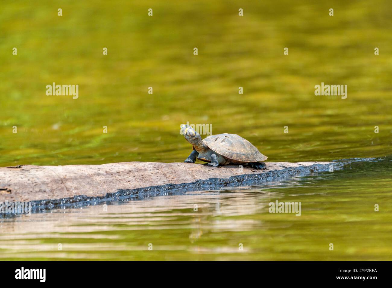 Yellow-spotted river turtle (Podocnemis unifilis), Lake Sandoval ...