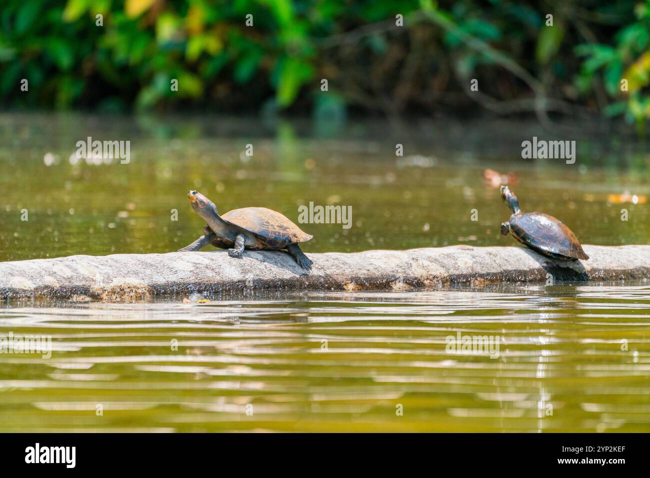 Yellow-spotted river turtles (Podocnemis unifilis), Lake Sandoval ...