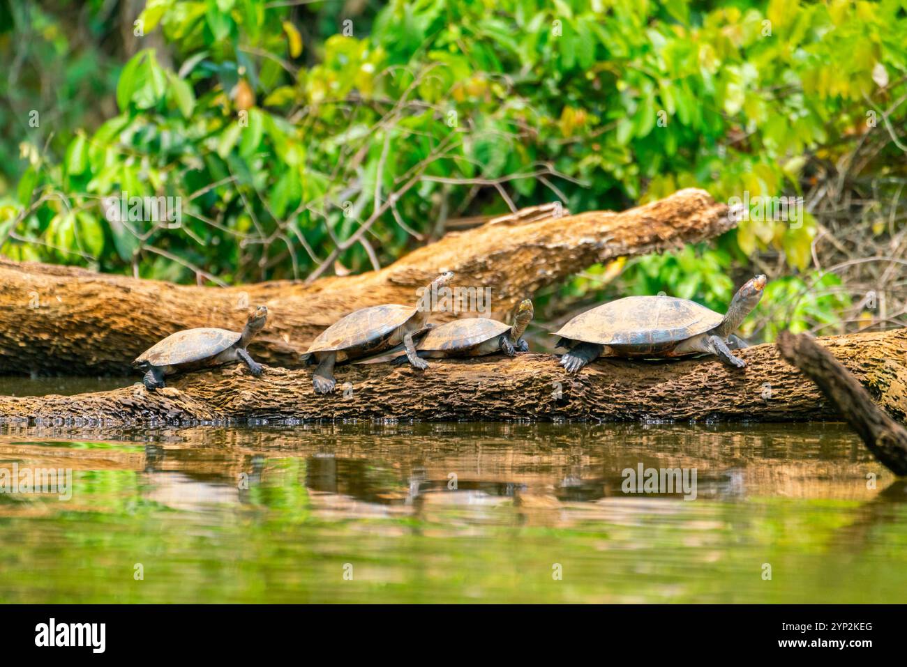 Yellow-spotted river turtles (Podocnemis unifilis), Lake Sandoval ...