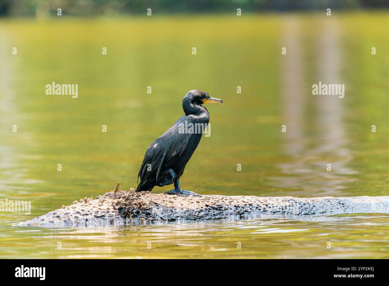 Calm waters peru hi-res stock photography and images - Alamy