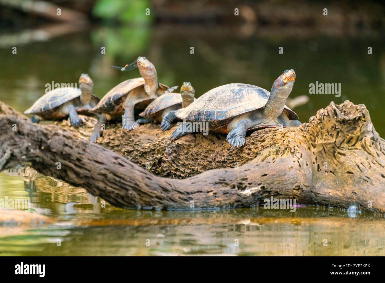 Yellow-spotted river turtles (Podocnemis unifilis), Lake Sandoval ...
