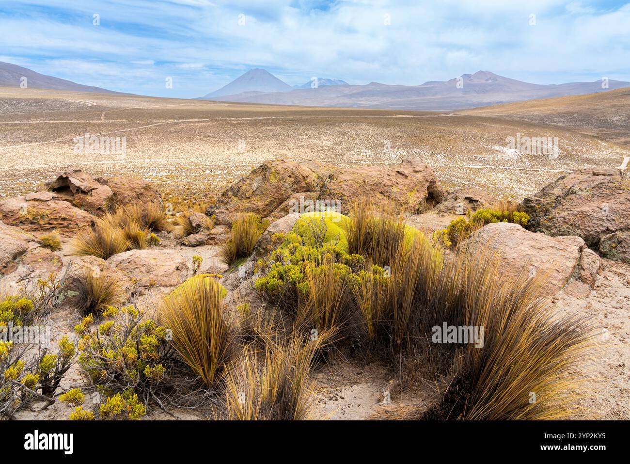 Tufts of grass and El Misti and Chachani volcanoes, Salinas y Aguada ...