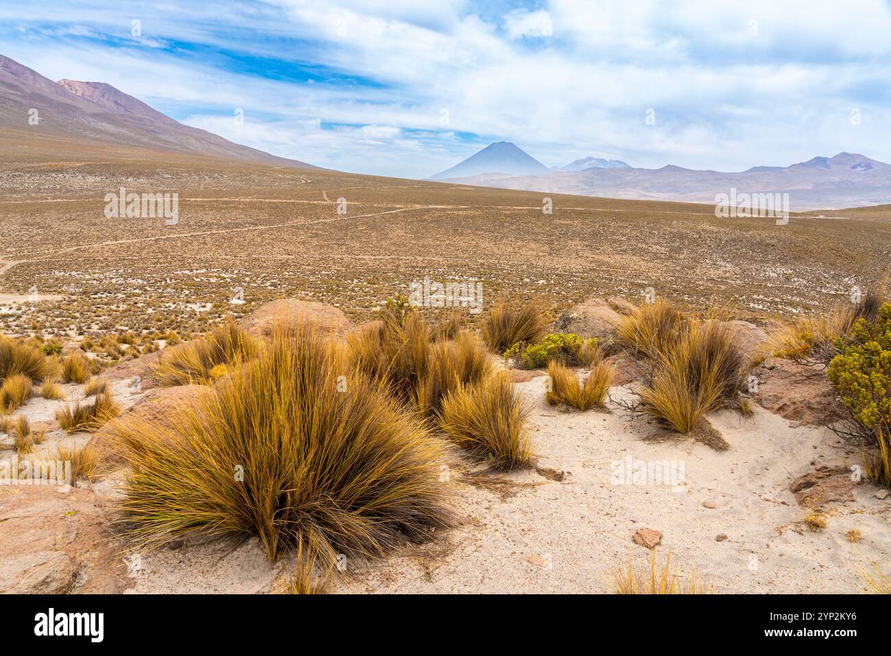 Tufts of grass and El Misti and Chachani volcanoes, Salinas y Aguada ...
