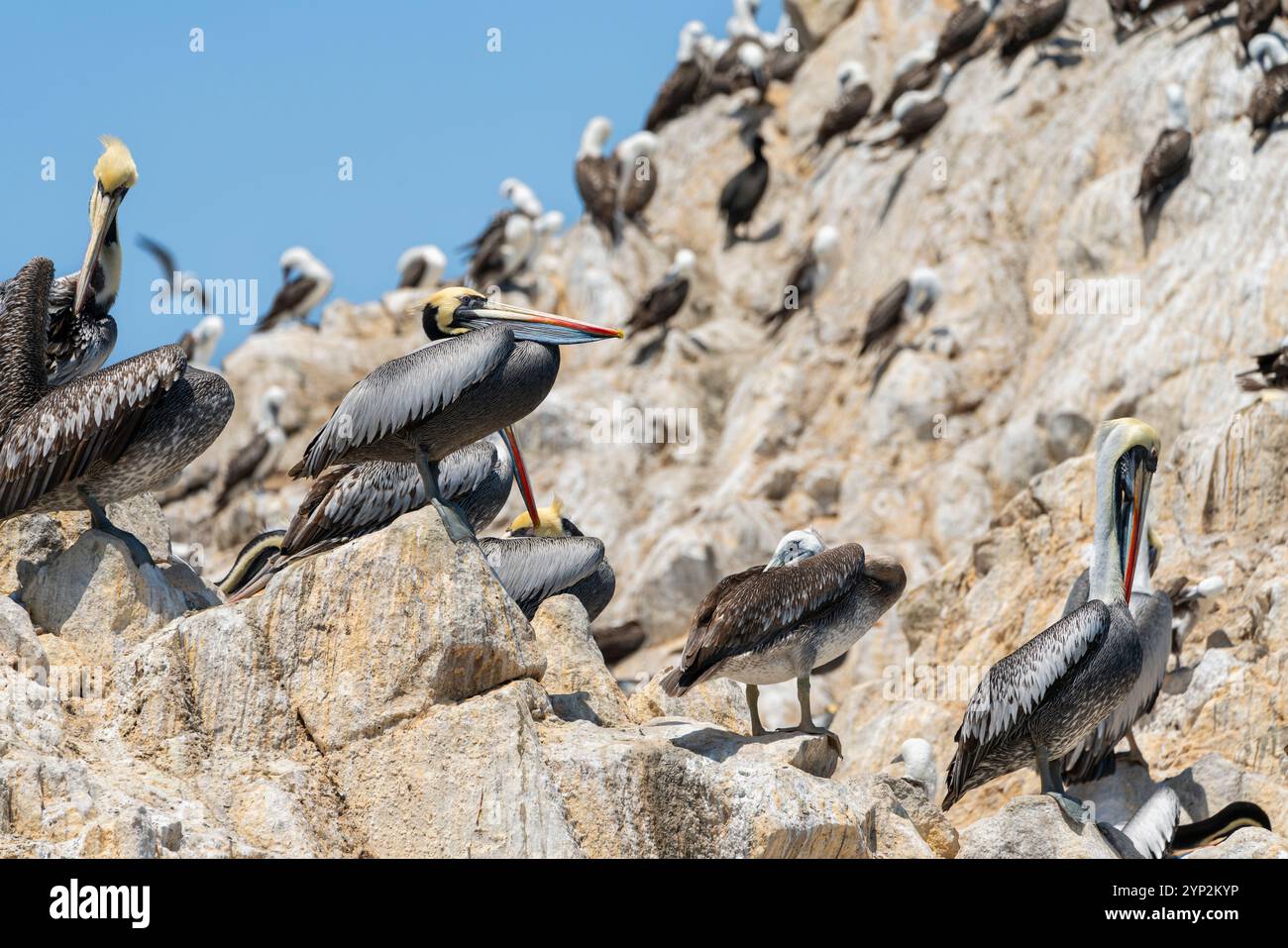 Colony of Peruvian Pelicans (Pelecanus thagus), Ballestas Islands ...