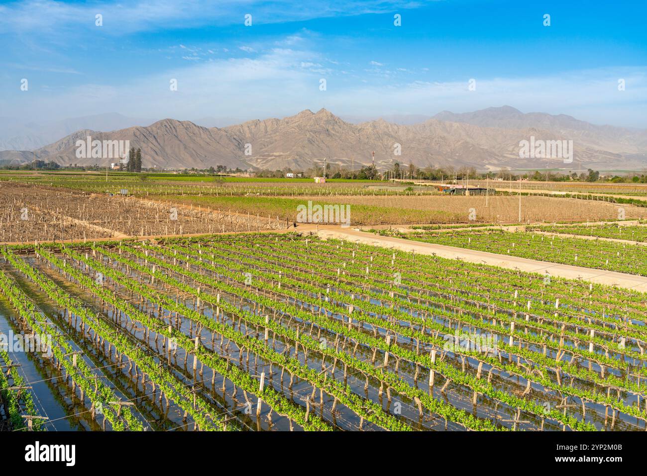 Vineyards with mountains in background, Tacama Winery, Ica, Peru, South ...