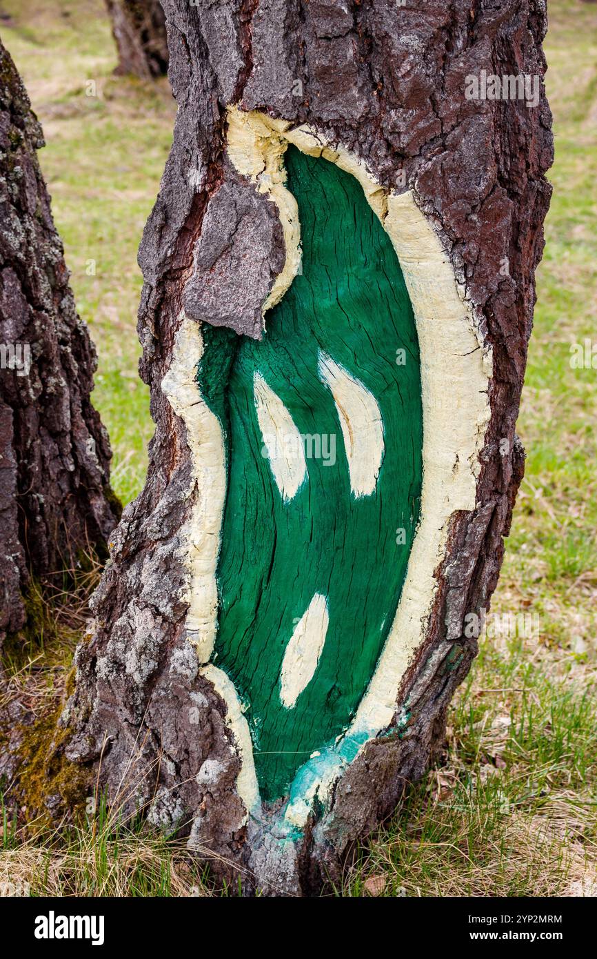 Green surprised face on a birch tree trunk Stock Photo - Alamy