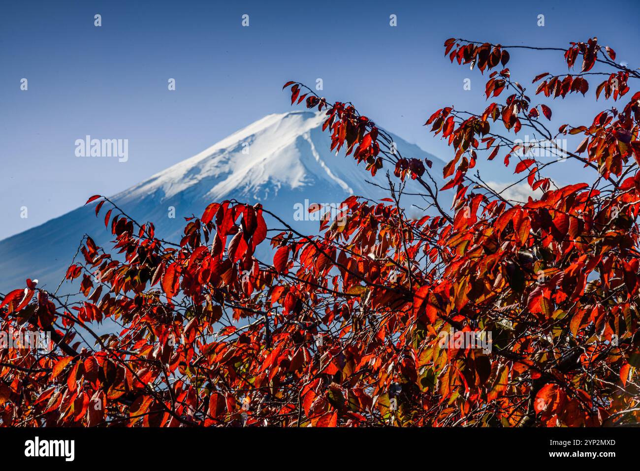 The summit with vibrant red maple leaves, Mount Fujiyama (Mount Fuji ...
