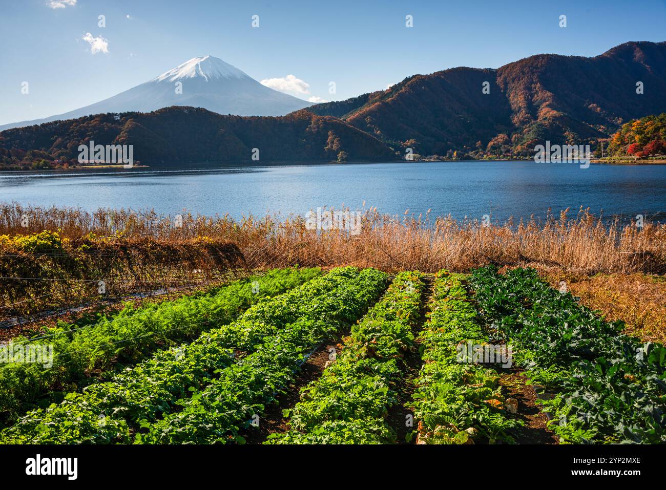 Mount Fujiyama (Mount Fuji), UNESCO World Heritage Site, iconic volcano ...