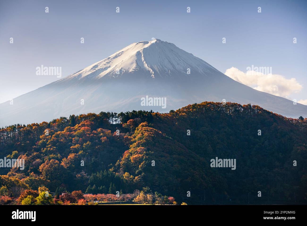 Forest slopes in front of the summit, Mount Fujiyama (Mount Fuji ...