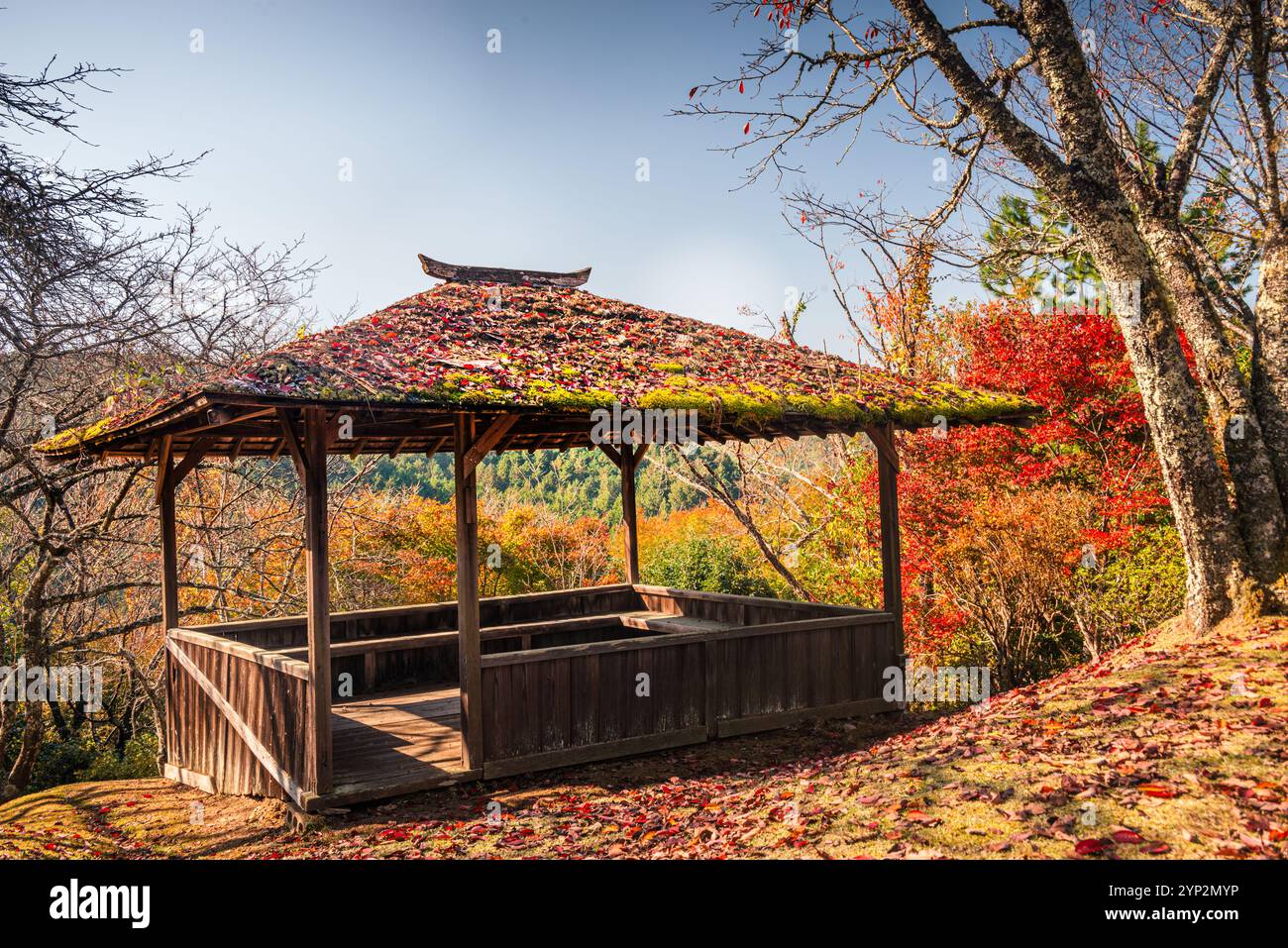 Wooden pavilion in a vibrant forest in autumn, Japan, Asia Stock Photo ...