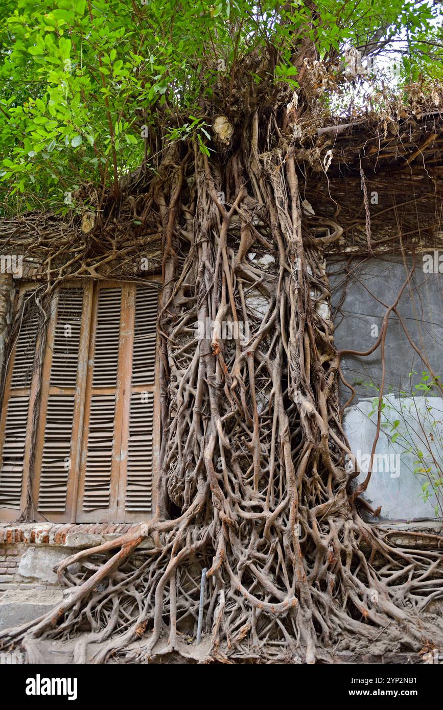 Ficus (fig tree) roots growing on a wall of a ruined building, Old Town ...