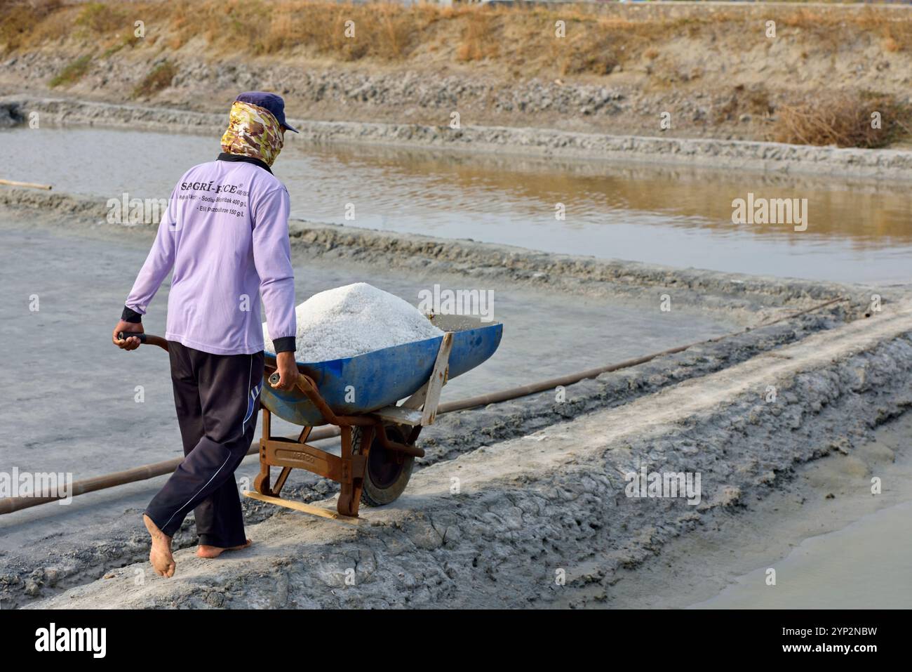Worker pushing wheel barrow full of salt, Salt fields at Karangjahe ...