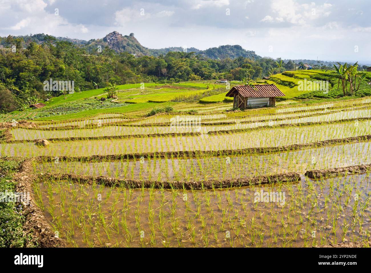 Paddy fields in Tawangmangu area, Karanganyar district, near Surakarta ...