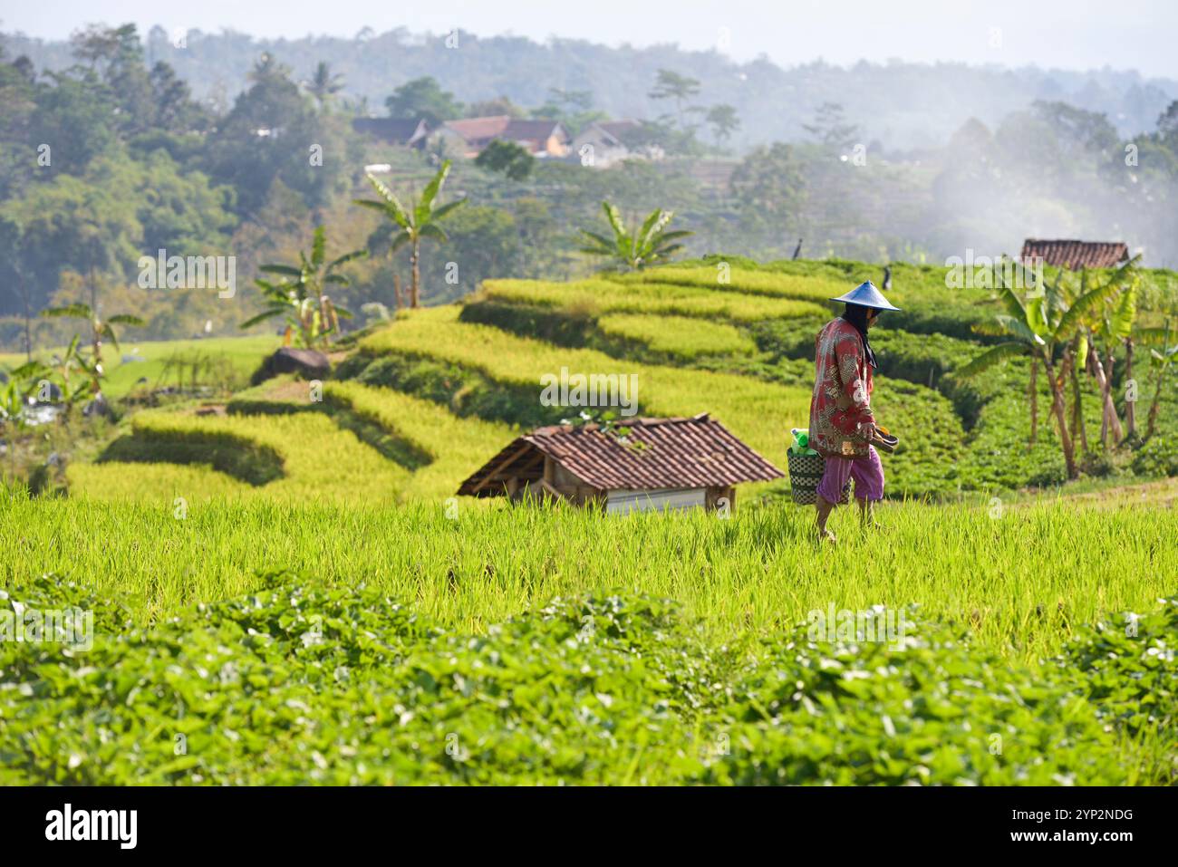 Paddy area hi-res stock photography and images - Alamy