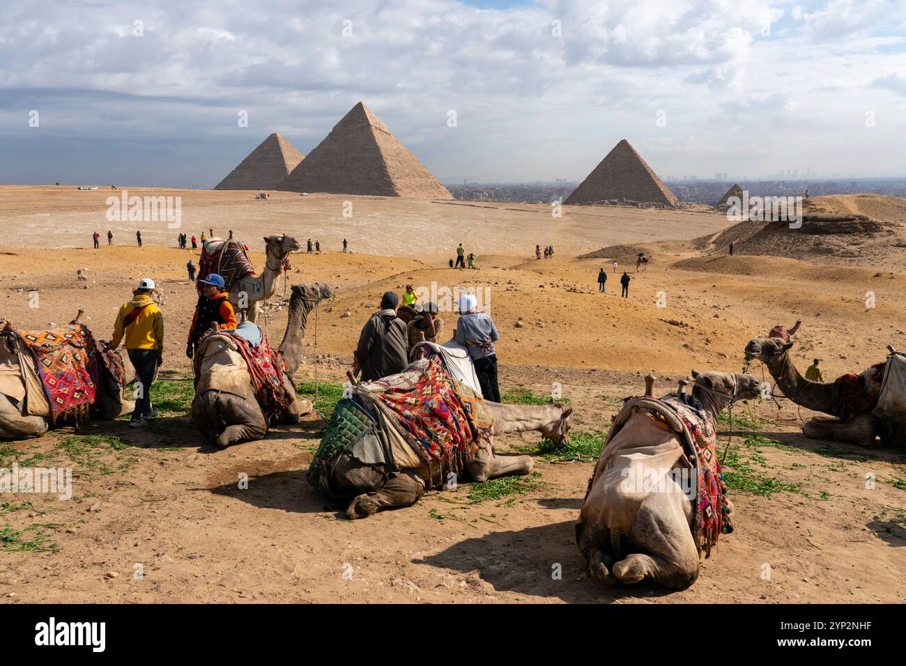 Camels at the Great Pyramids complex, UNESCO World Heritage Site, Giza ...