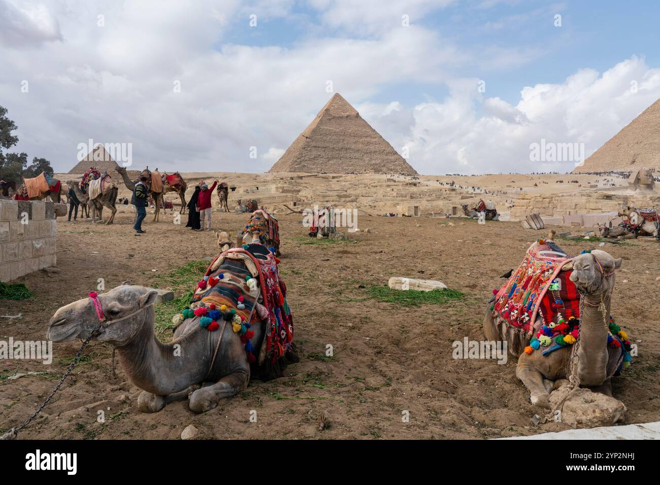Camels at the Great Pyramids complex, UNESCO World Heritage Site, Giza ...