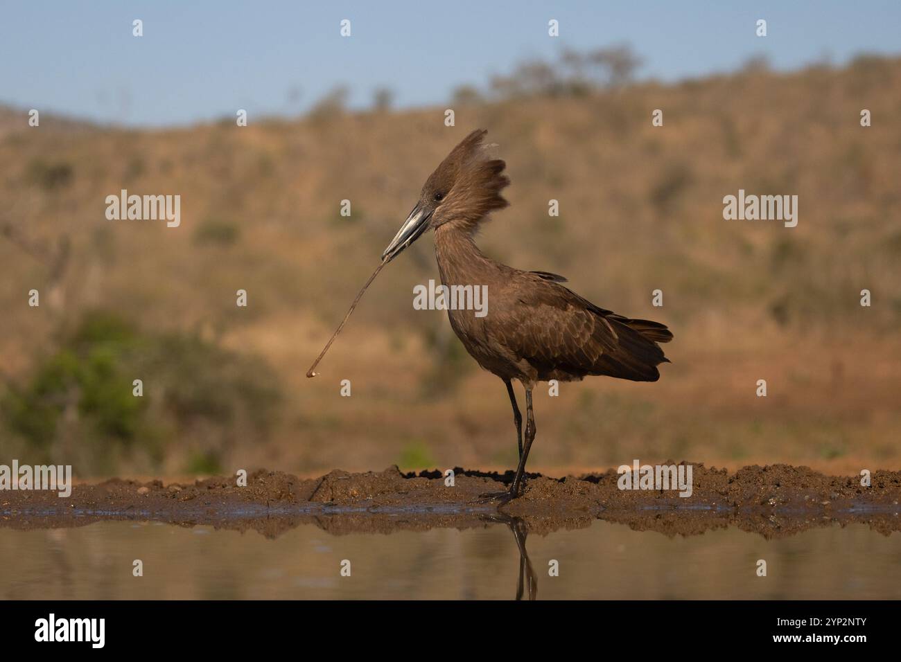 Hamerkop (Scopus umbretta) carrying nesting material, Zimanga Game ...