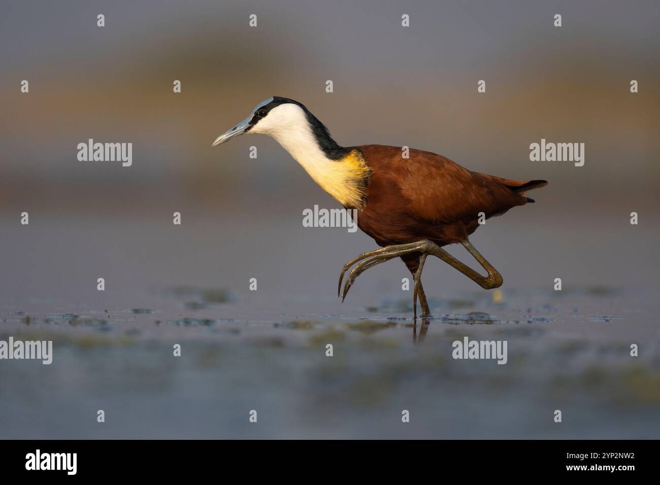 African jacana (Actophilornis africanus), Zimanga Game Reserve, South ...