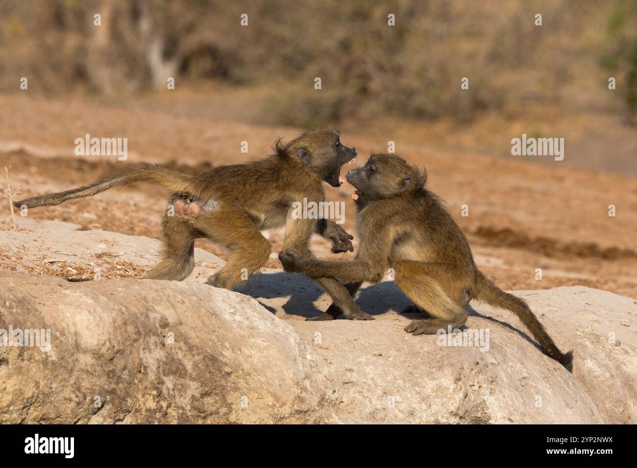 Chacma baboons (Papio ursinus) playfighting, Chobe National Park ...