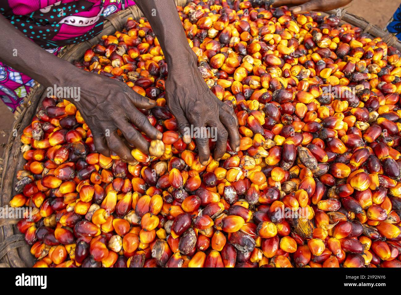 West African Katemfe Fruit